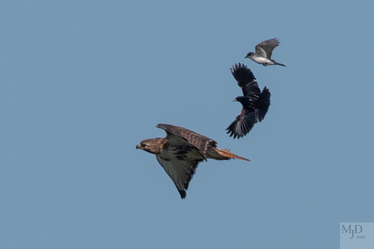 Mobbing a Hawk – Birds in My Viewfinder