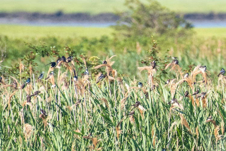 More Mid-July Birds – Birds in My Viewfinder