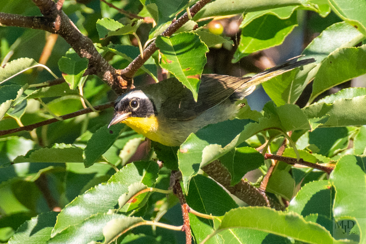 More Mid-July Birds – Birds in My Viewfinder