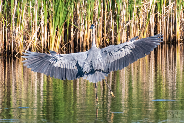 More Mid-July Birds – Birds in My Viewfinder