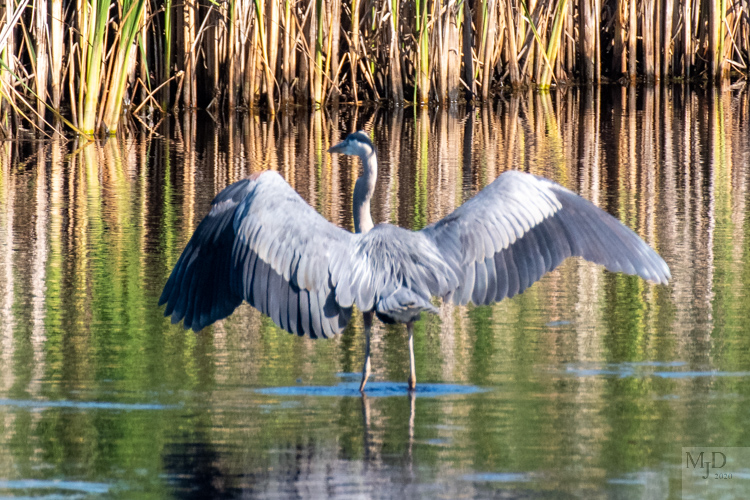 More Mid-July Birds – Birds in My Viewfinder