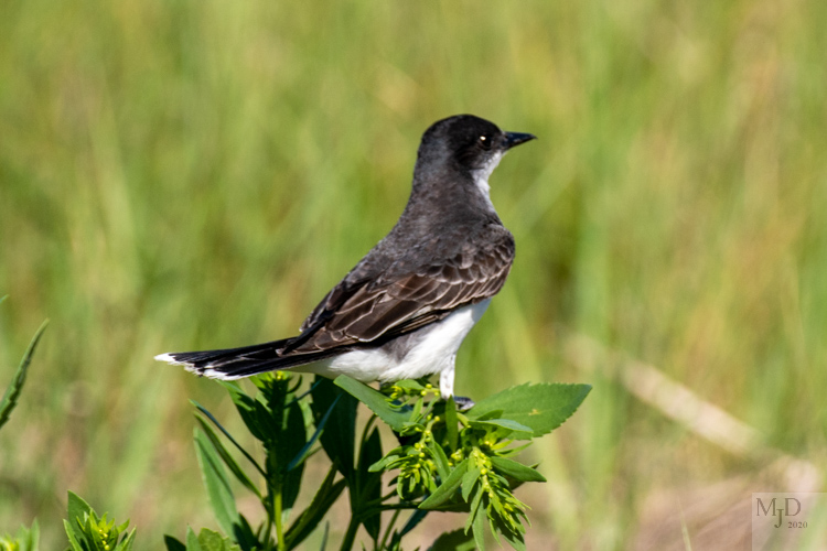 More Mid-July Birds – Birds in My Viewfinder