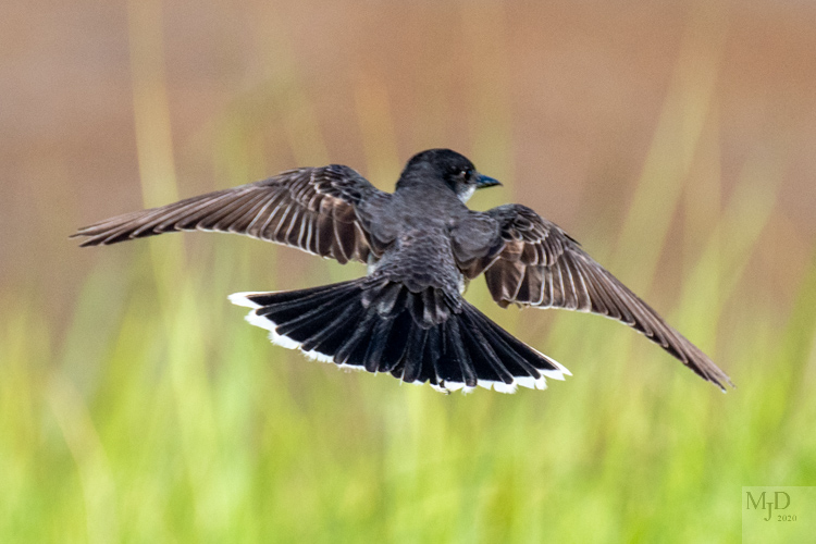 More Mid-July Birds – Birds in My Viewfinder