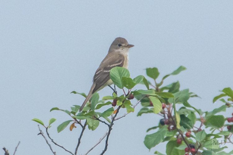 More Mid-July Birds – Birds in My Viewfinder