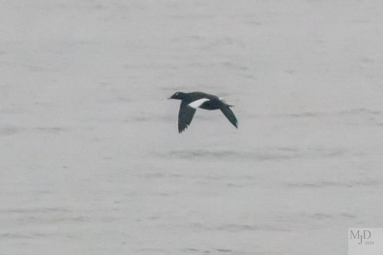 Gloucester Birding – Birds in My Viewfinder