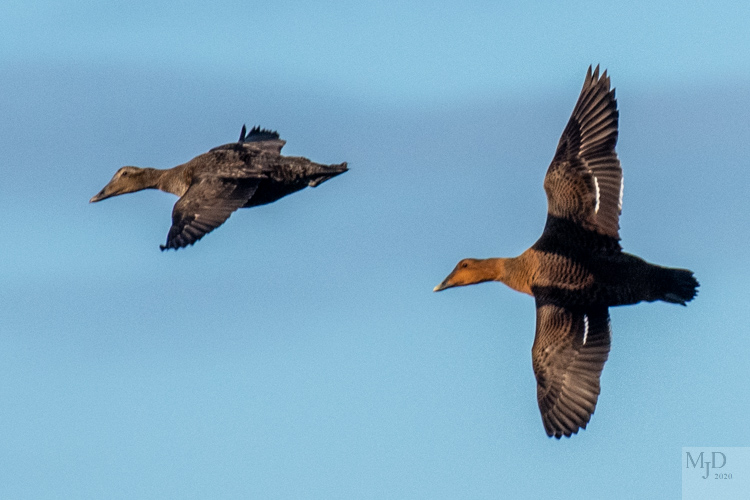 Gloucester Birding – Birds in My Viewfinder