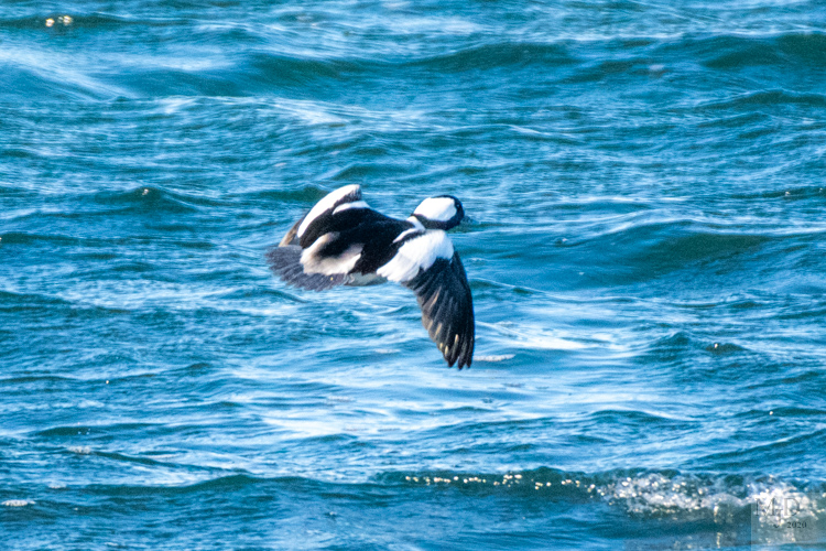 Gloucester Birding – Birds in My Viewfinder