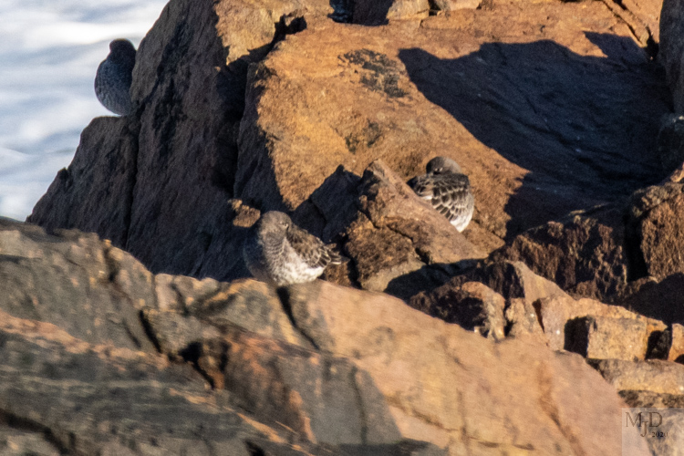 Gloucester Birding – Birds in My Viewfinder