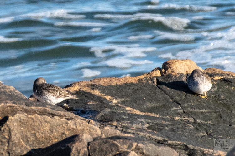 Gloucester Birding – Birds in My Viewfinder