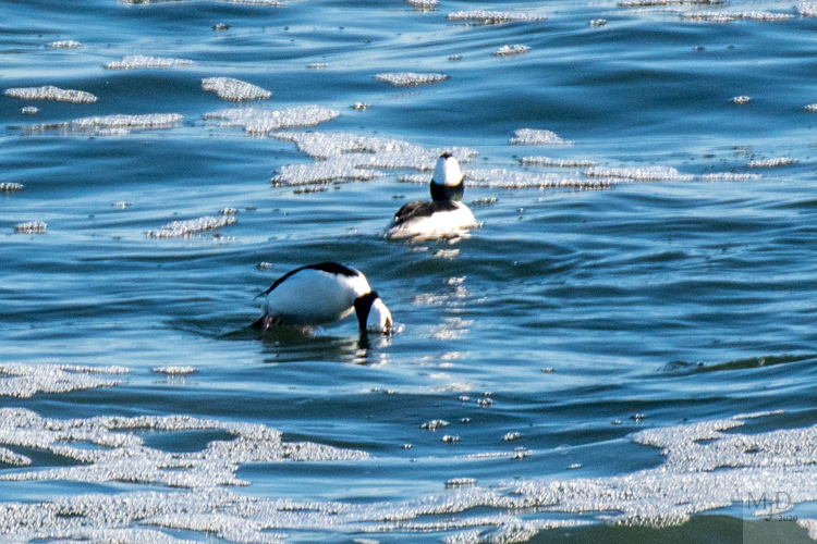 Gloucester Birding – Birds in My Viewfinder