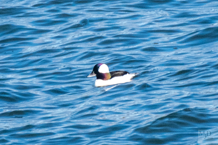 Gloucester Birding – Birds in My Viewfinder