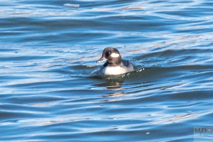 Gloucester Birding – Birds in My Viewfinder