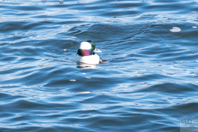 Gloucester Birding – Birds in My Viewfinder