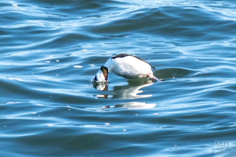 Gloucester Birding – Birds in My Viewfinder