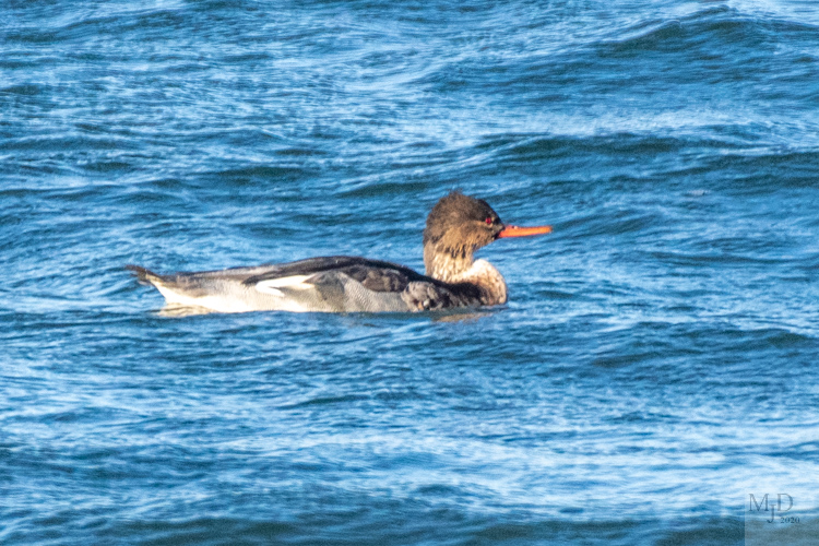 Return to Gloucester – Birds in My Viewfinder