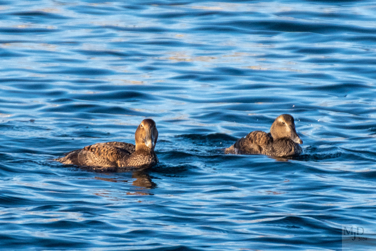 Return to Gloucester – Birds in My Viewfinder