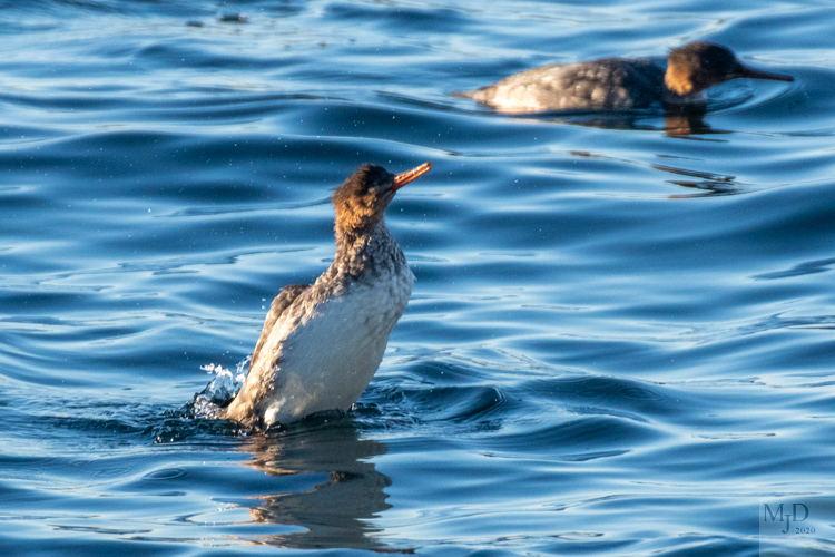 Return to Gloucester – Birds in My Viewfinder