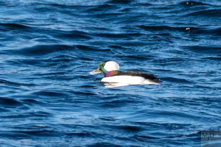 Return to Gloucester – Birds in My Viewfinder