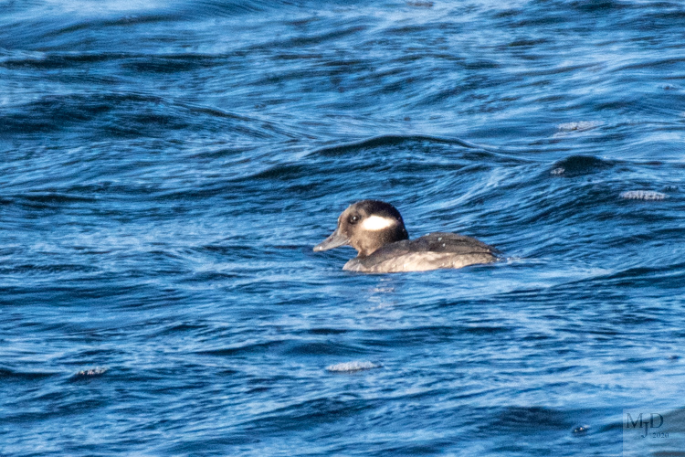 Return to Gloucester – Birds in My Viewfinder