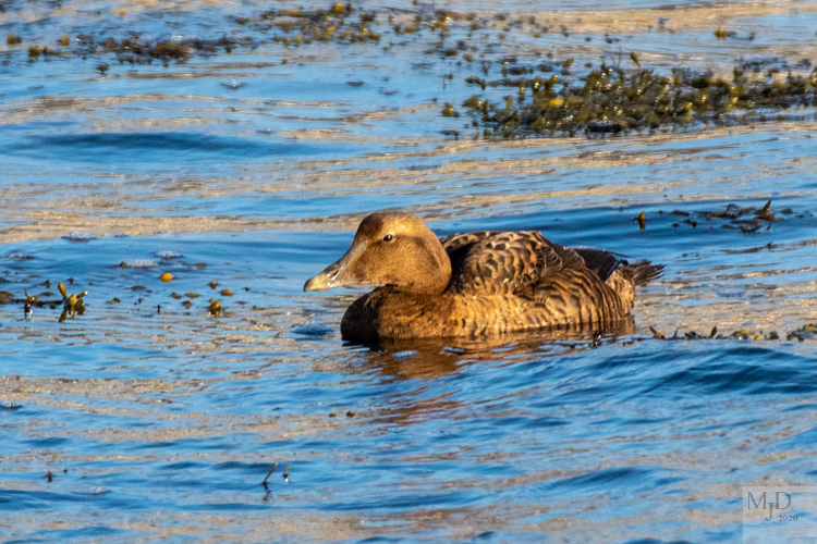 Return to Gloucester – Birds in My Viewfinder