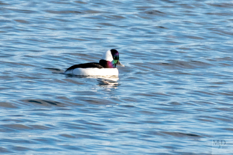 Return to Gloucester – Birds in My Viewfinder