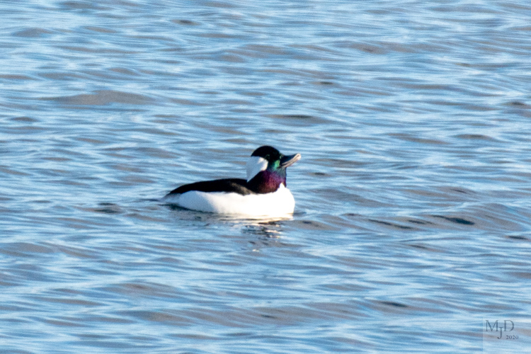Return to Gloucester – Birds in My Viewfinder