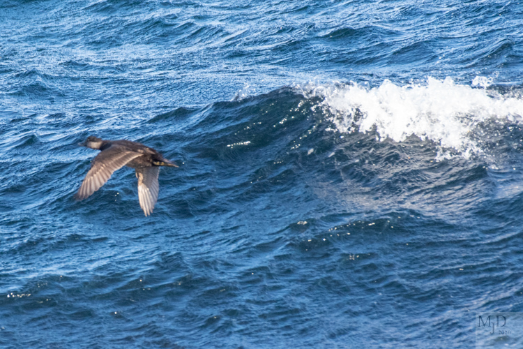 Return to Gloucester – Birds in My Viewfinder