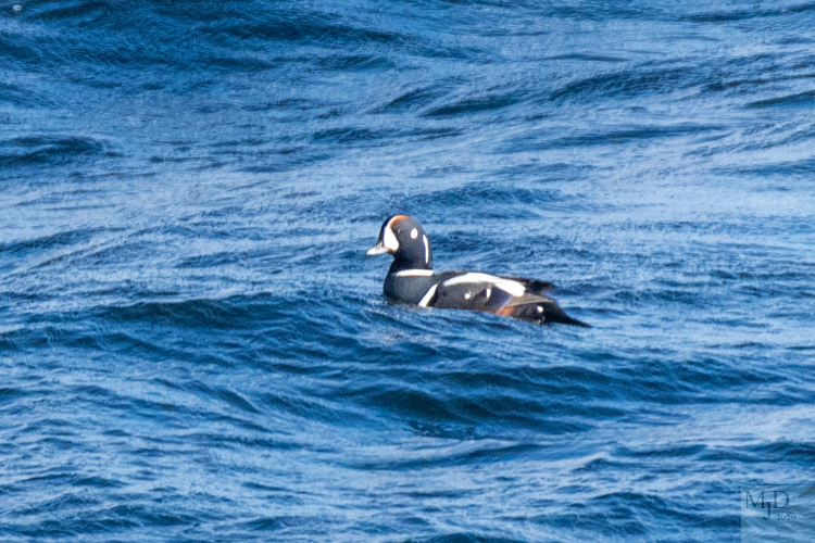 Return to Gloucester – Birds in My Viewfinder