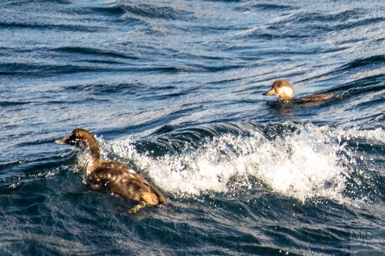 Return to Gloucester – Birds in My Viewfinder