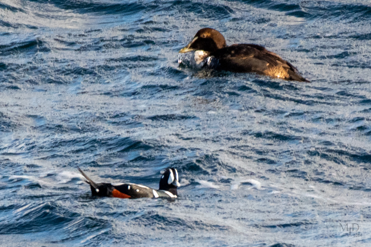 Return to Gloucester – Birds in My Viewfinder