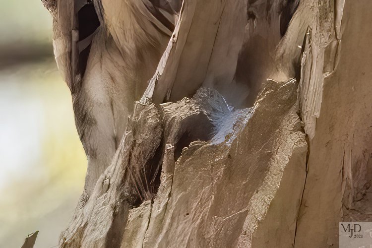 Mobbing an Owl – Birds in My Viewfinder