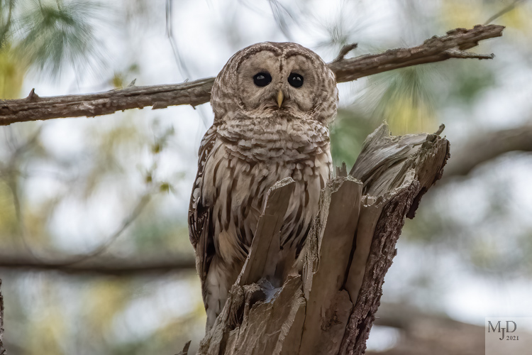 Mobbing an Owl – Birds in My Viewfinder