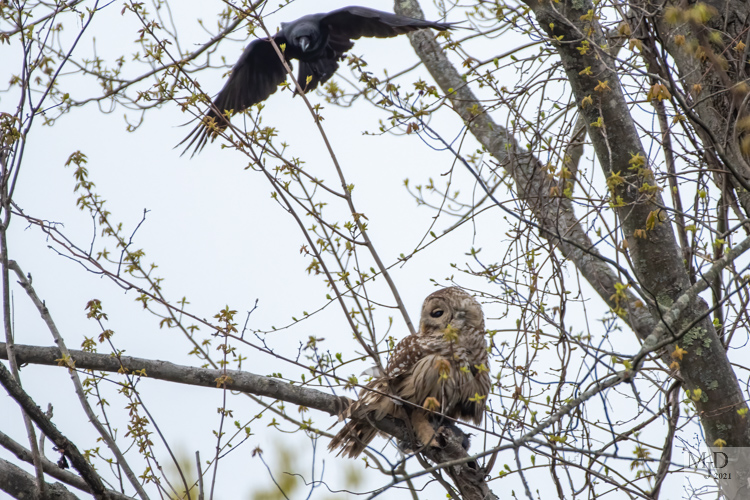 Mobbing an Owl – Birds in My Viewfinder