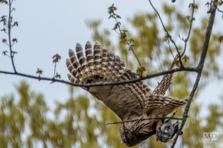 Mobbing an Owl – Birds in My Viewfinder