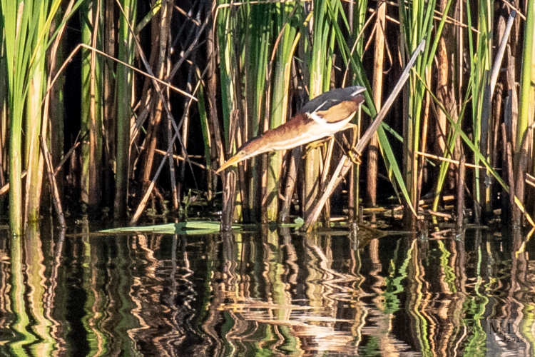 Among the Reeds – Birds in My Viewfinder
