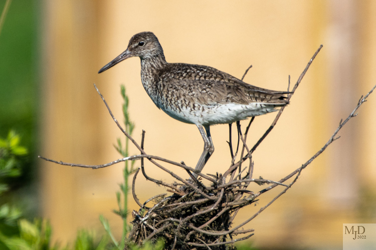 Willet – Birds in My Viewfinder