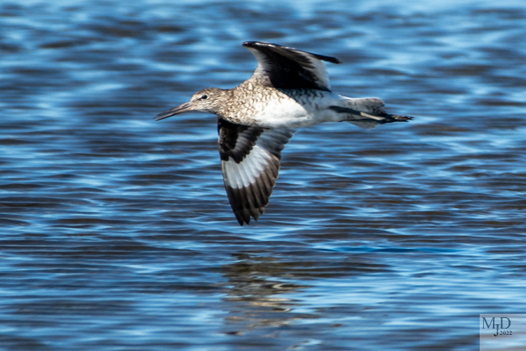 Willet – Birds in My Viewfinder