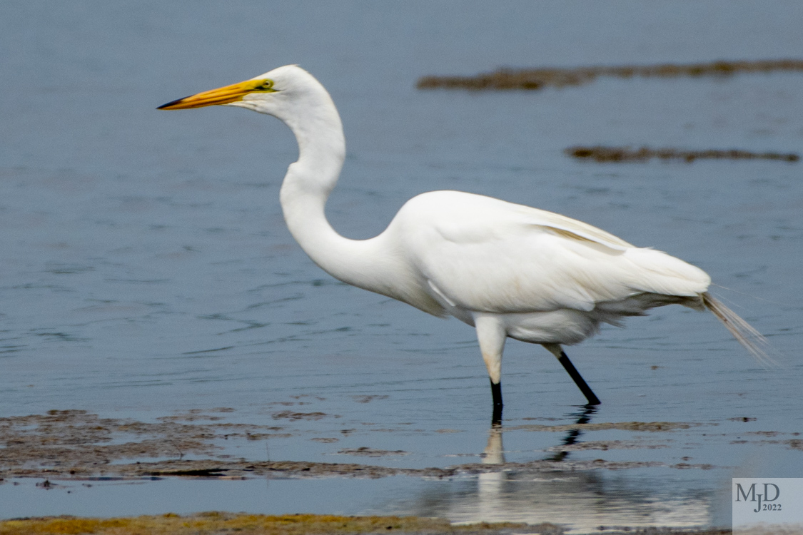 Great Egrets – Birds in My Viewfinder