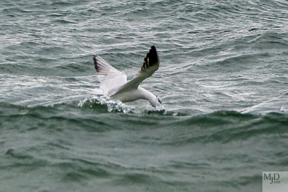 Gone Fishin’ (Part II) – Birds in My Viewfinder
