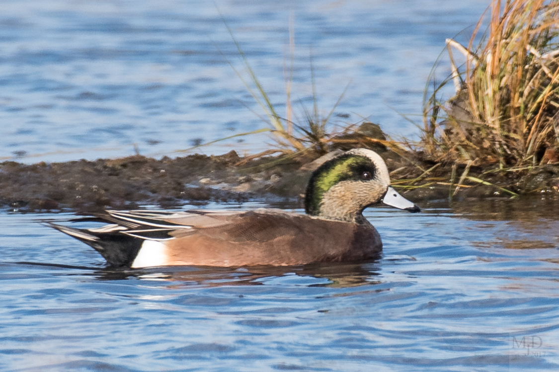For Duck Fans – Birds in My Viewfinder