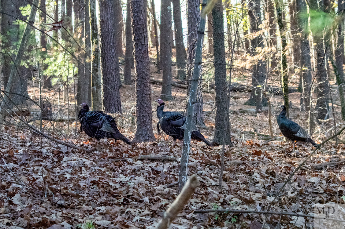 Wild Turkey – Birds in My Viewfinder