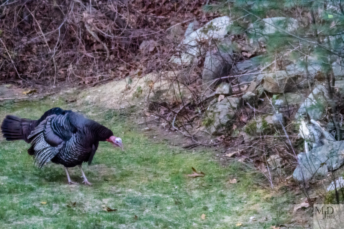 Wild Turkey – Birds in My Viewfinder