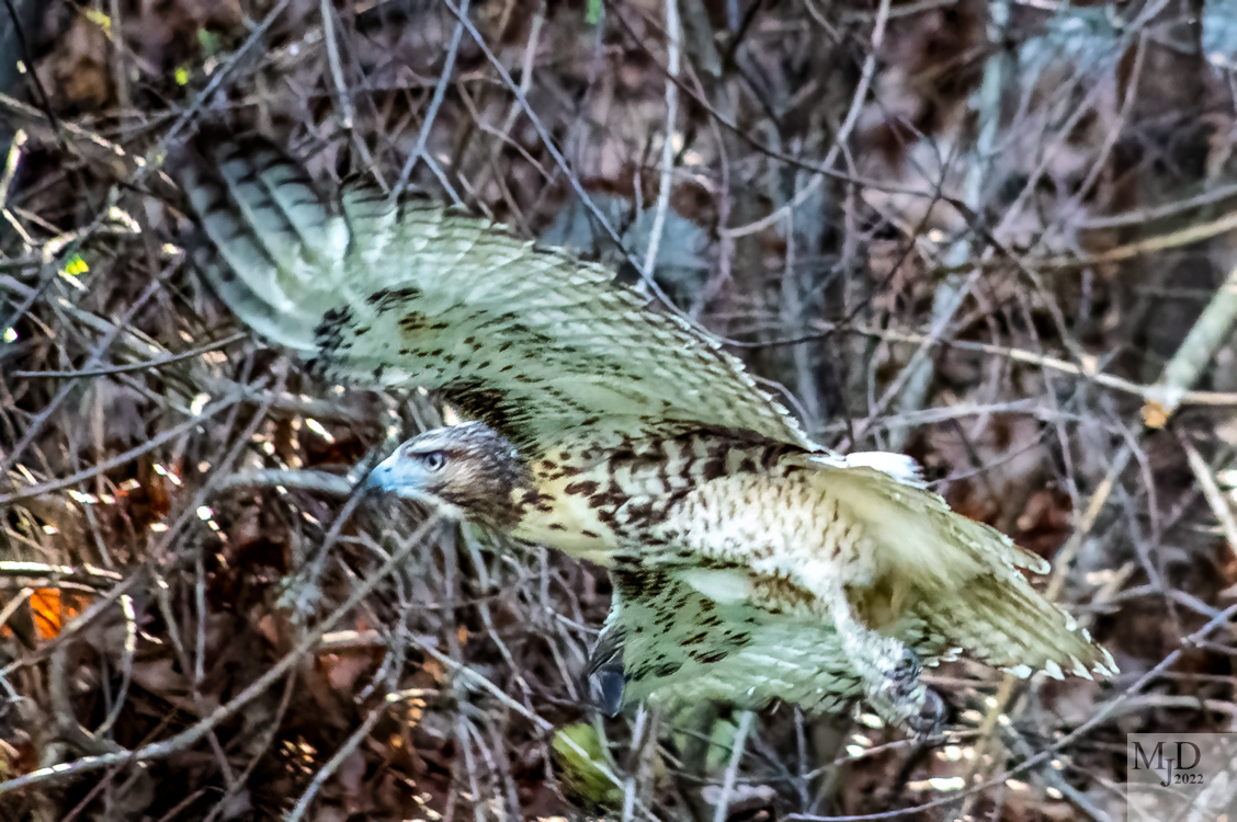 Wild Turkey – Birds in My Viewfinder