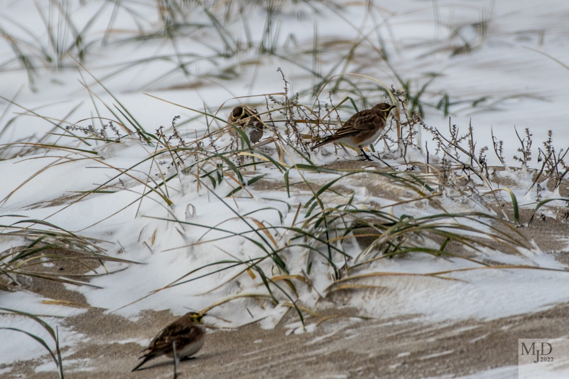 Winter Visitor – Horned Lark – Birds in My Viewfinder