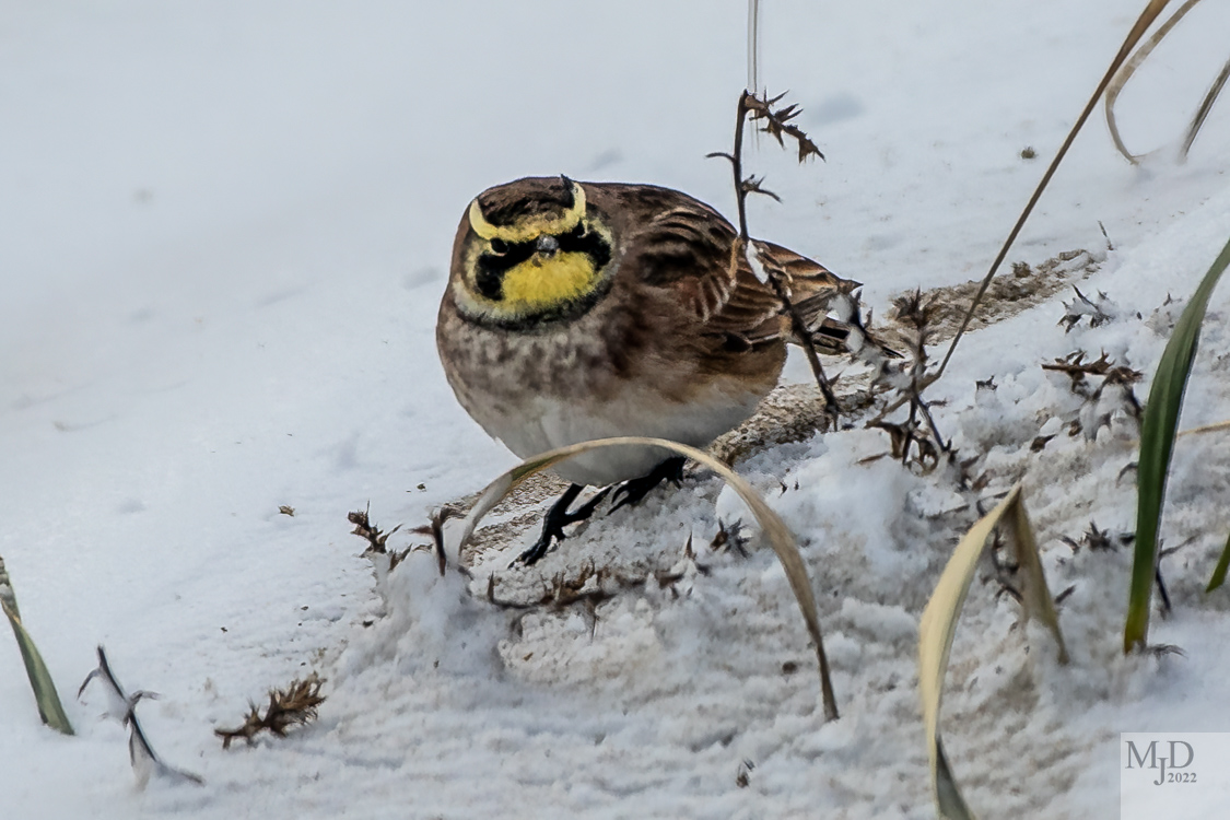 Winter Visitor – Horned Lark – Birds in My Viewfinder
