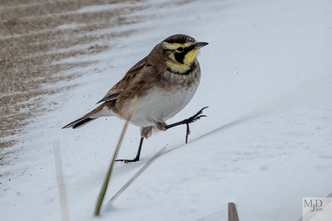Winter Visitor – Horned Lark – Birds in My Viewfinder