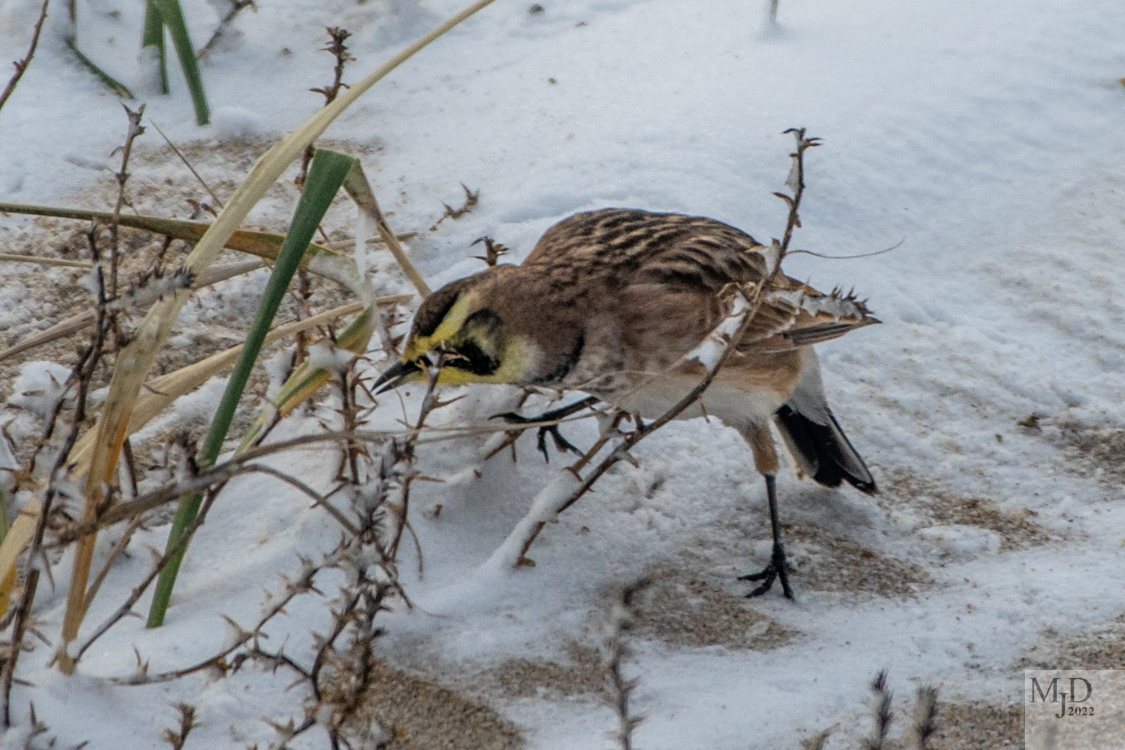 Winter Visitor – Horned Lark – Birds in My Viewfinder