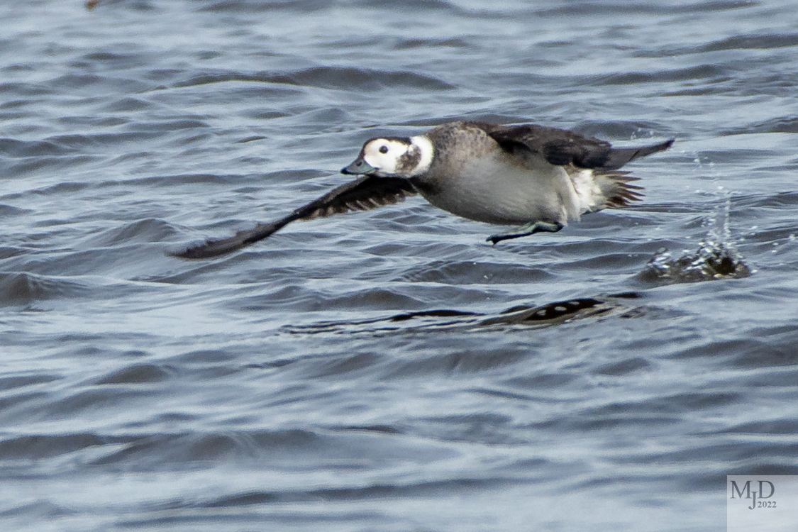 Long-tailed Duck Takeoff Run – Birds in My Viewfinder