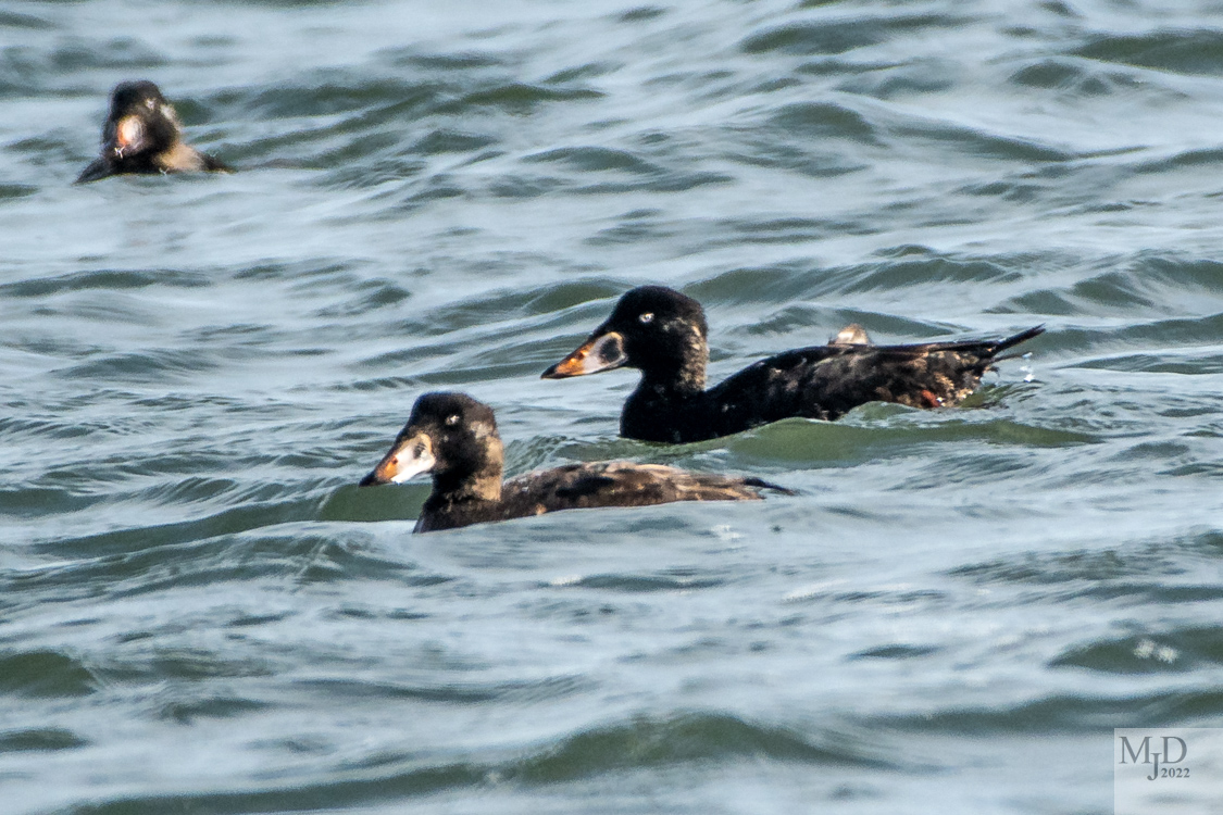 Winter Visitor – Surf Scoter – Birds in My Viewfinder