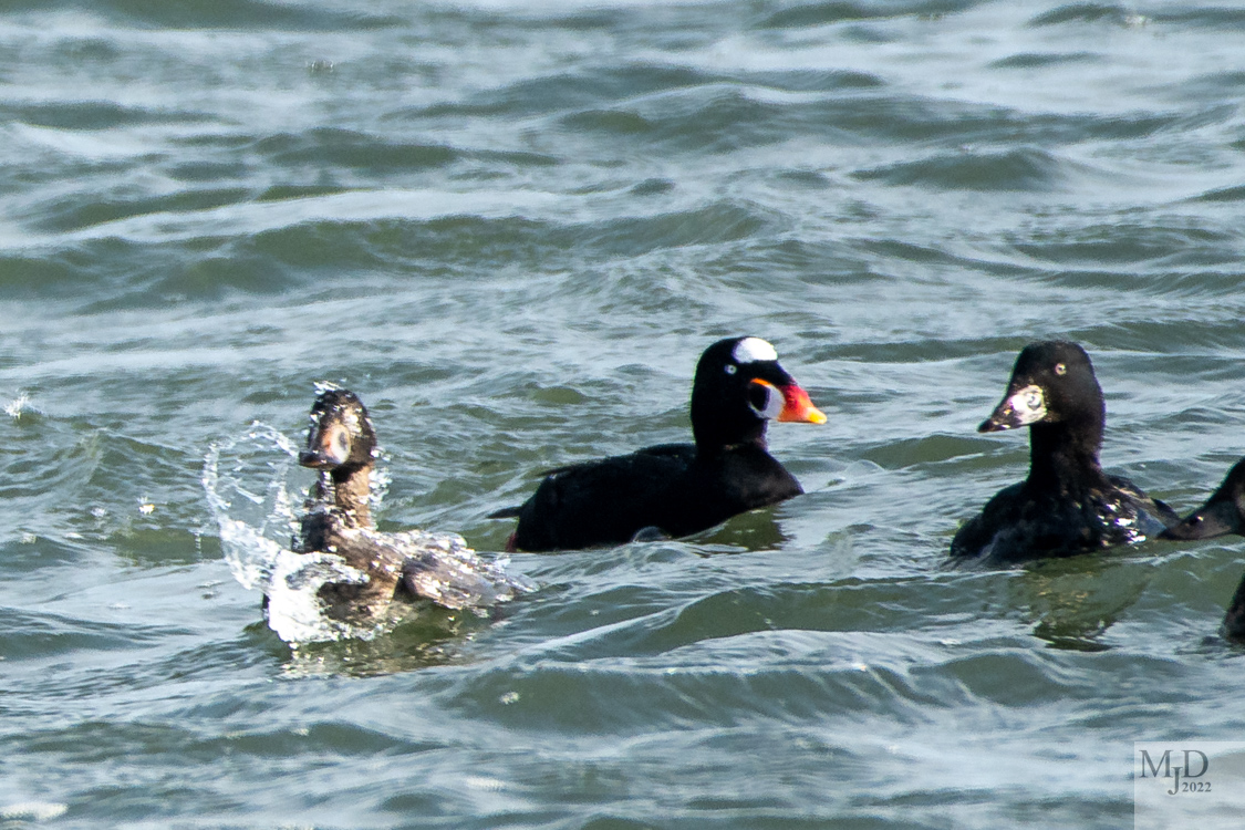 Winter Visitor – Surf Scoter – Birds in My Viewfinder